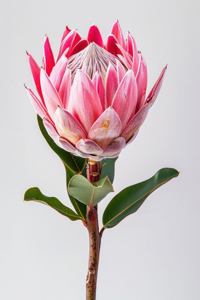 Exotic pink protea flower bloom | Free Photo - rawpixel