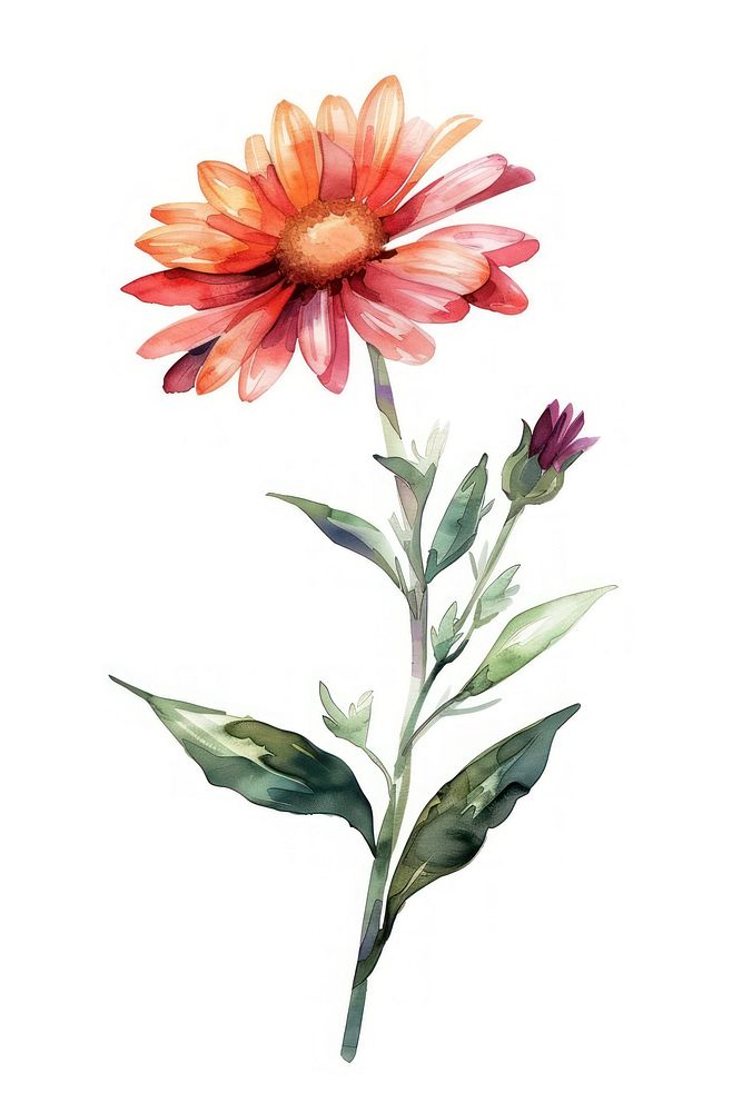 African Daisy wildflower daisy asteraceae | Free Photo Illustration ...