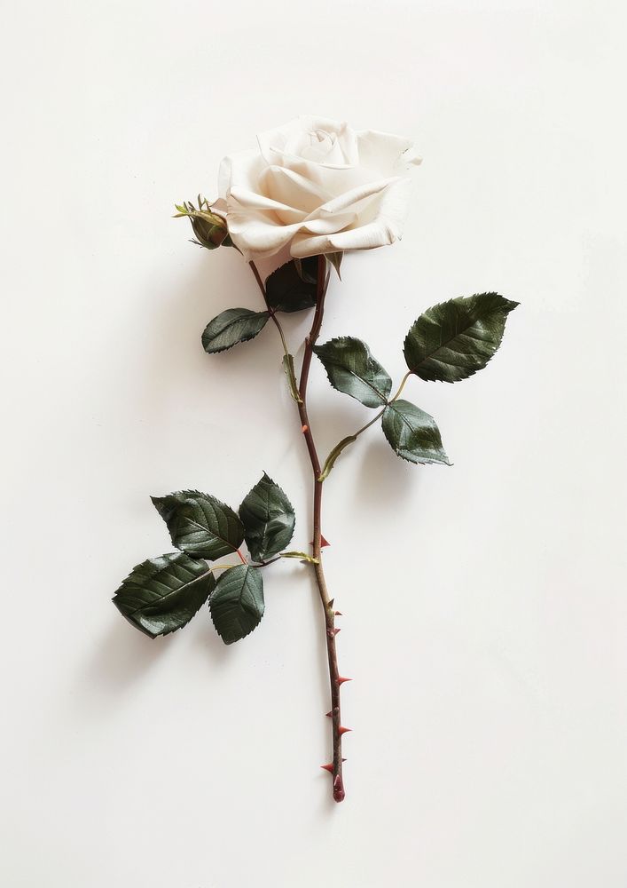 Elegant white rose with thorns | Free Photo - rawpixel
