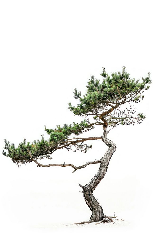 Backgroungs+a Tree Images | Free Photos, PNG Stickers, Wallpapers ...