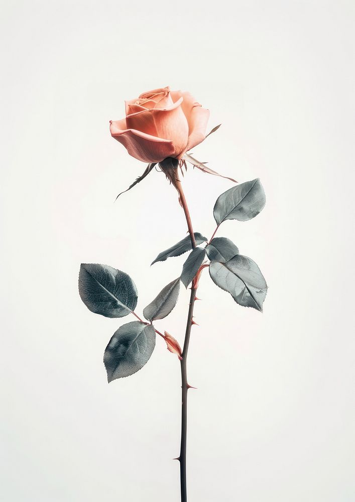 Elegant single pink rose stem | Free Photo - rawpixel