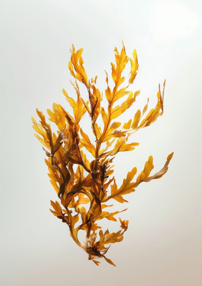 sea weed seaweed bonfire flame. | Free Photo - rawpixel
