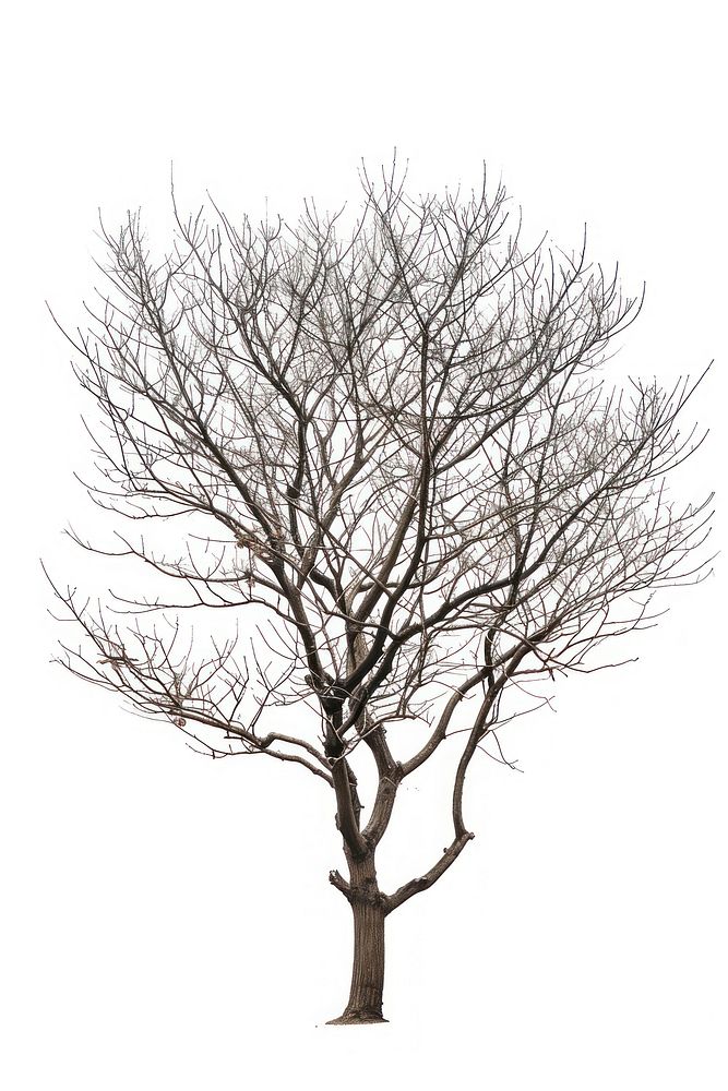 Leafless tree isolated on white | Free Photo - rawpixel