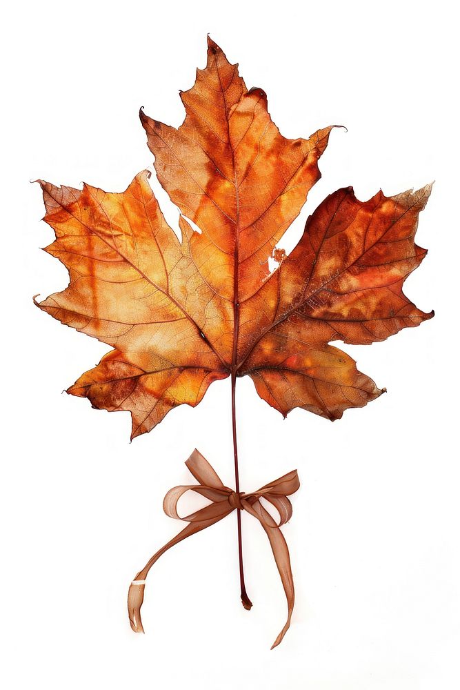 Autumn leaf with ribbon bow | Free Photo - rawpixel