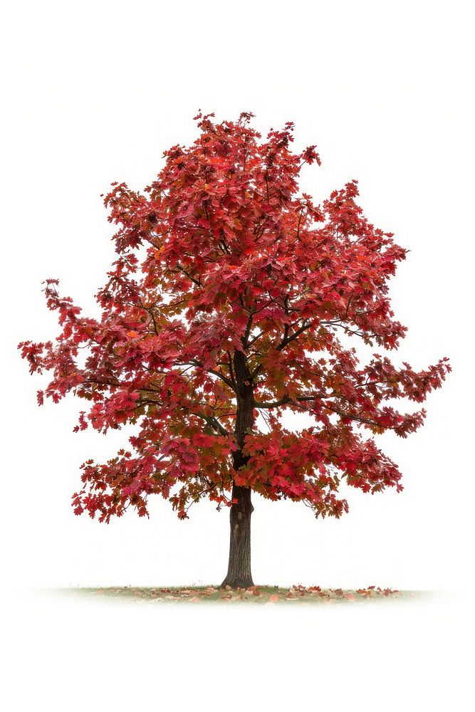 Vibrant autumn red tree | Free Photo - rawpixel
