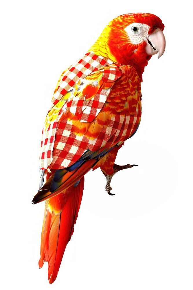 Parrot collage cutout animal bird. | Free Photo Illustration - rawpixel