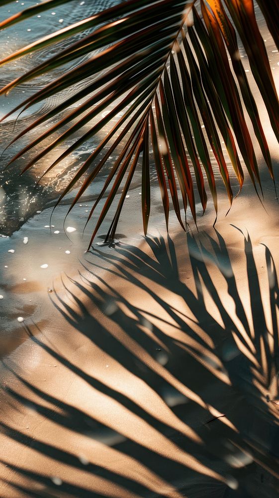 Tropical beach palm shadows sunlight | Free Photo - rawpixel