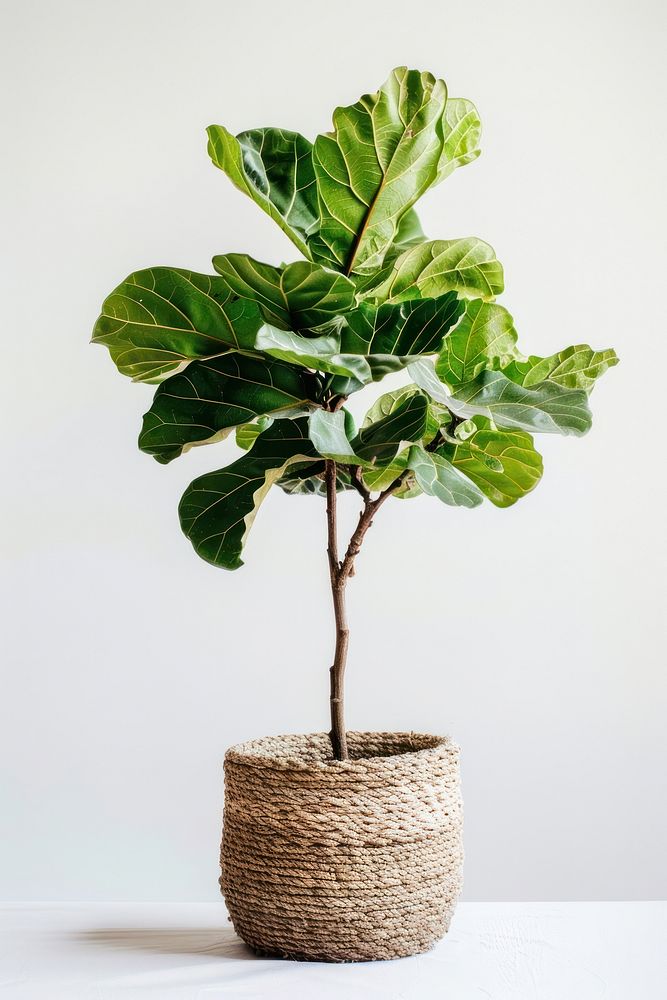 Fiddle leaf fig plant planter | Free Photo - rawpixel