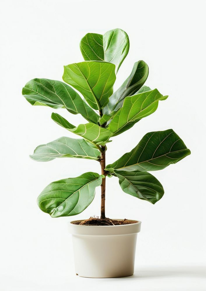 Vibrant potted fiddle leaf fig | Free Photo - rawpixel