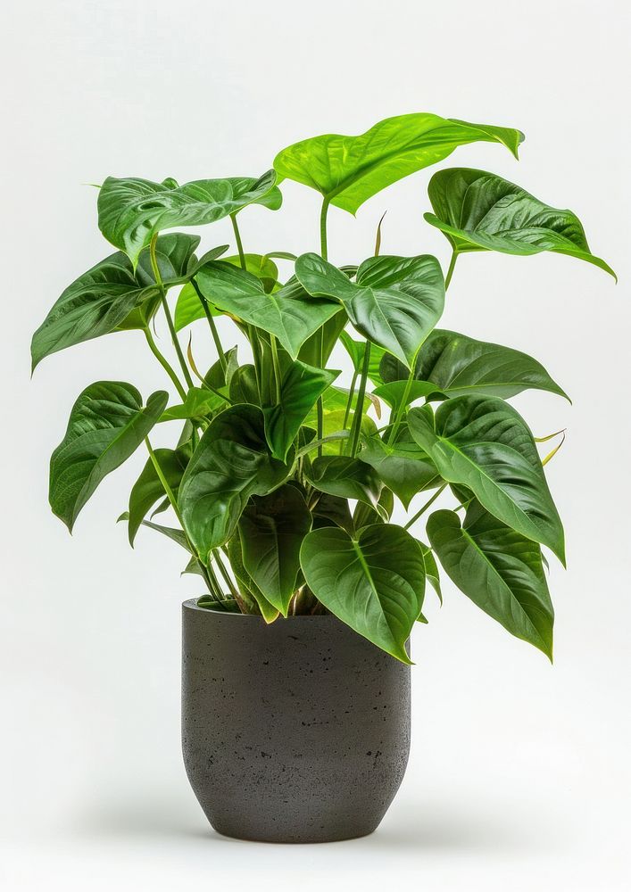 Lush green potted houseplant decor | Free Photo - rawpixel