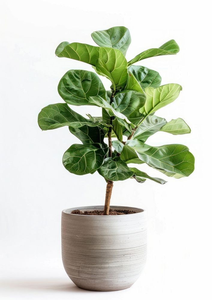 Elegant indoor fiddle leaf fig | Free Photo - rawpixel