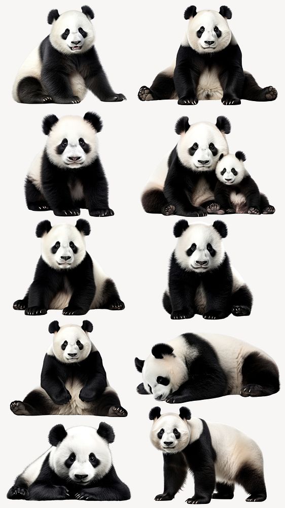 Panda wild animal design element | Premium Photo - rawpixel