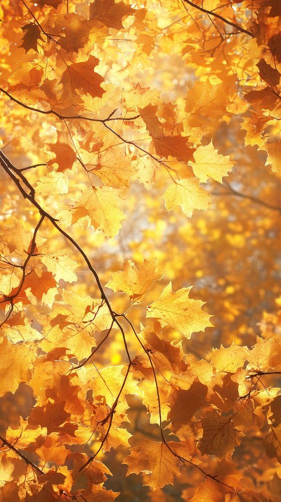Maple tree leaves autumn leaf | Free Photo - rawpixel