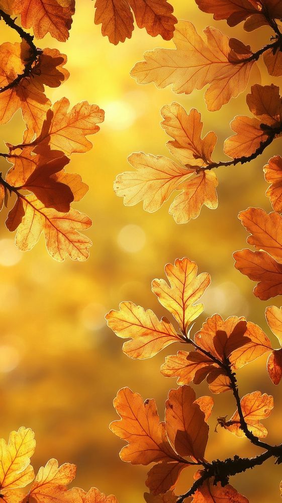 Oak tree leaves autumn leaf | Free Photo - rawpixel