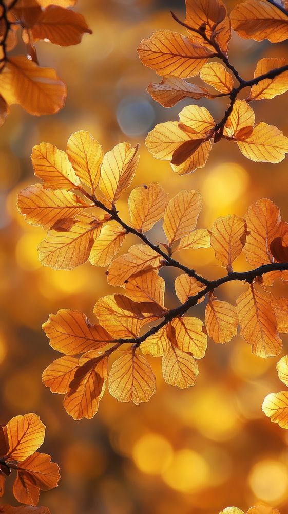 Oak tree leaves autumn leaf | Premium Photo - rawpixel