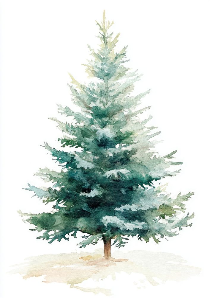 Watercolor evergreen tree illustration | Free Photo Illustration - rawpixel