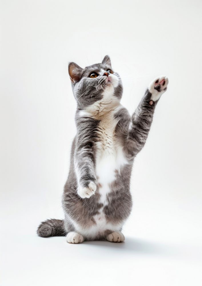 Playful cat standing upright | Premium Photo - rawpixel
