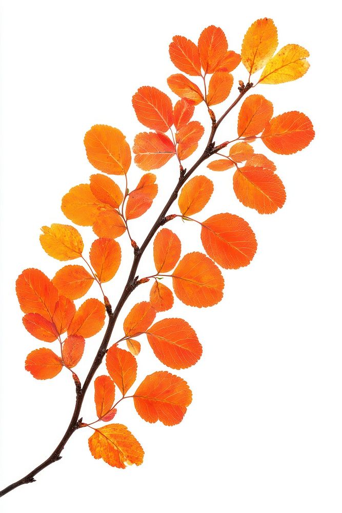 Real rowan branch produce blossom | Free Photo - rawpixel