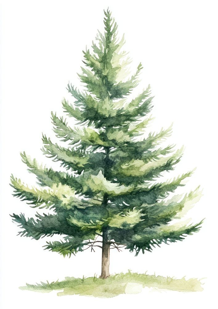 Green Spruce tree illustration watercolor | Free Photo Illustration ...