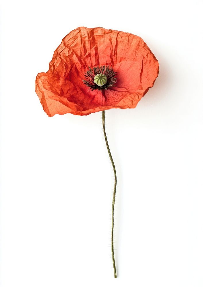 Pressed poppy flower background white | Free Photo - rawpixel
