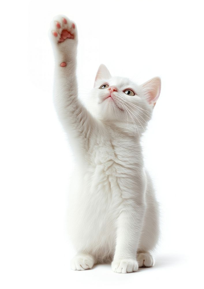 White cat raising its paw | Free Photo - rawpixel