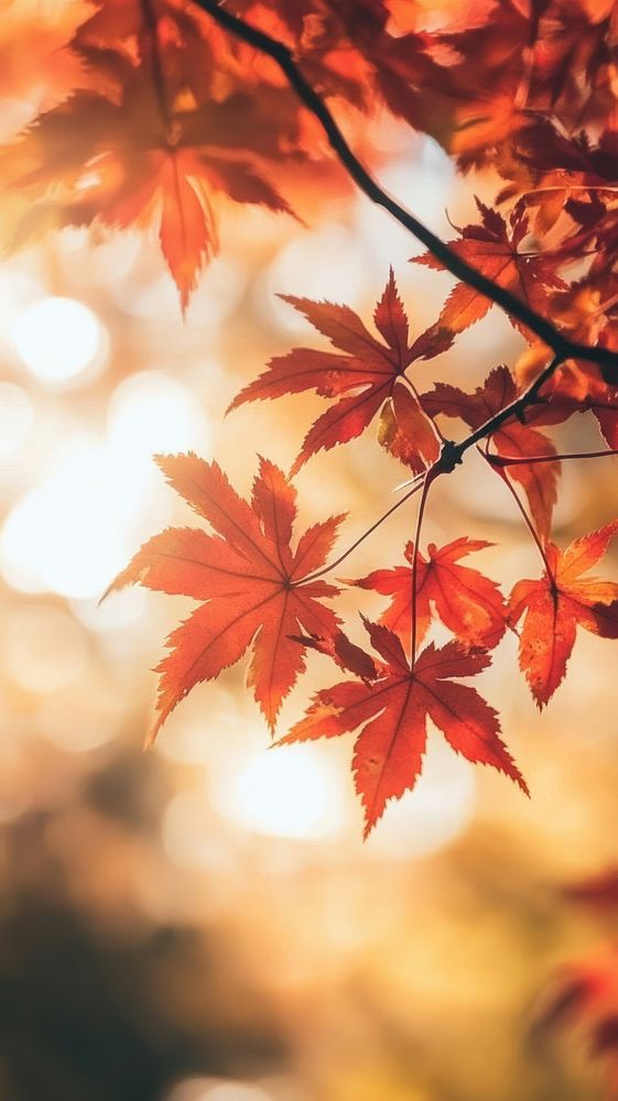 Red maple tree leaves autumn | Free Photo - rawpixel Red maple tree leaves autumn | Free Photo - rawpixel