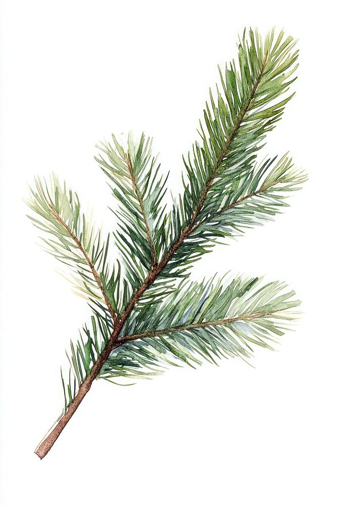 Pine branch illustration watercolor plant. | Free Photo Illustration - rawpixel