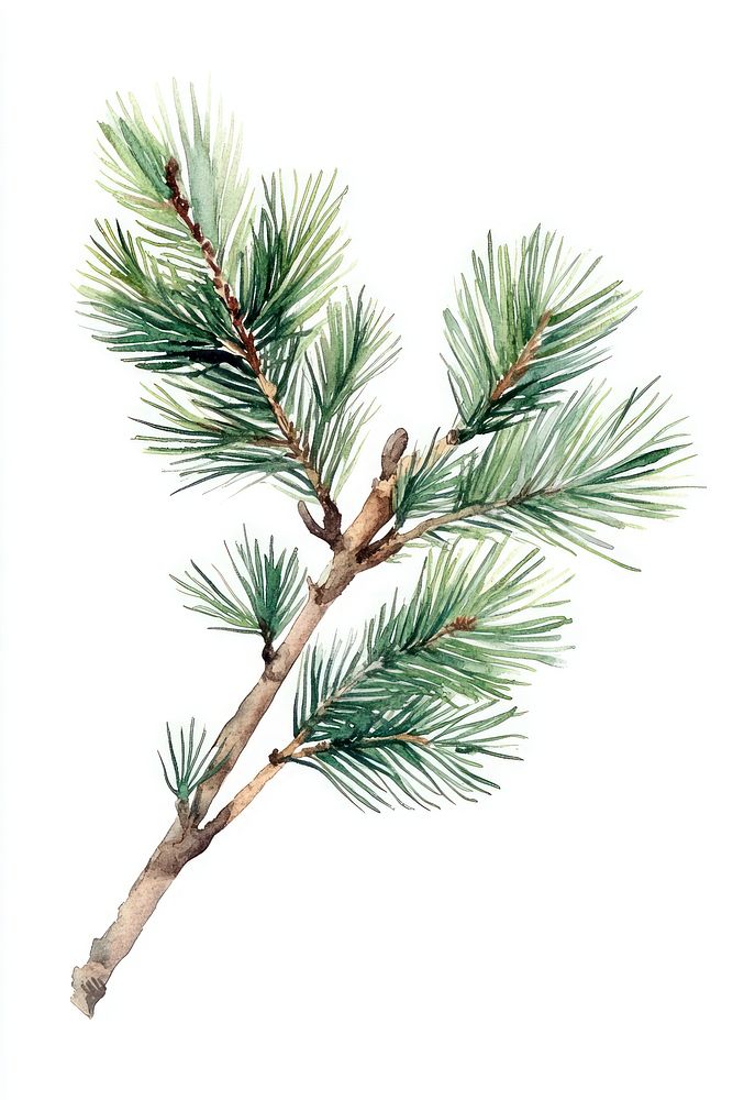 Pine branch illustration watercolor tree. | Free Photo Illustration - rawpixel