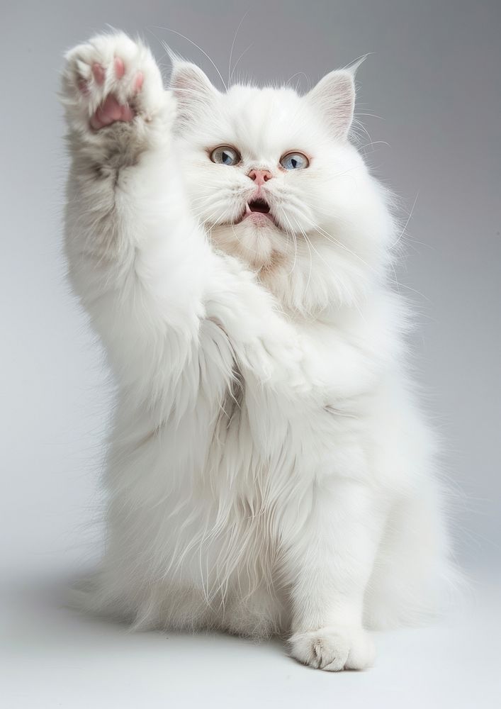 Cat fluffy white cute. | Free Photo - rawpixel