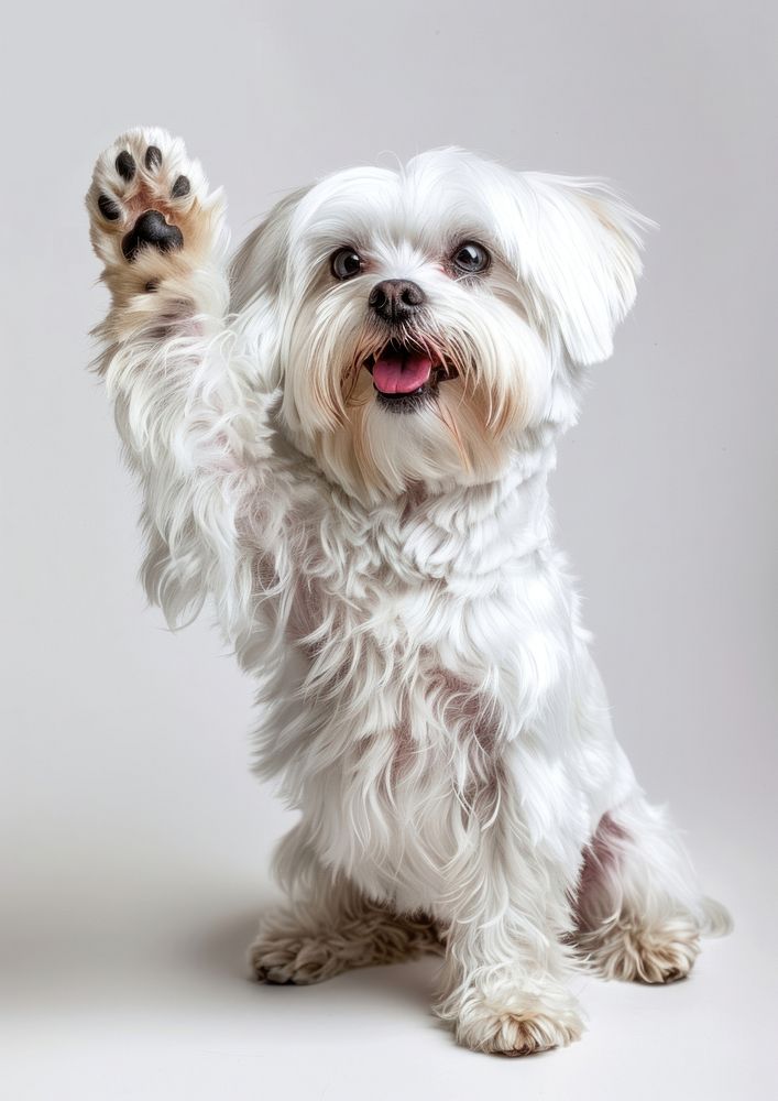 Dog animal studio white. | Free Photo - rawpixel