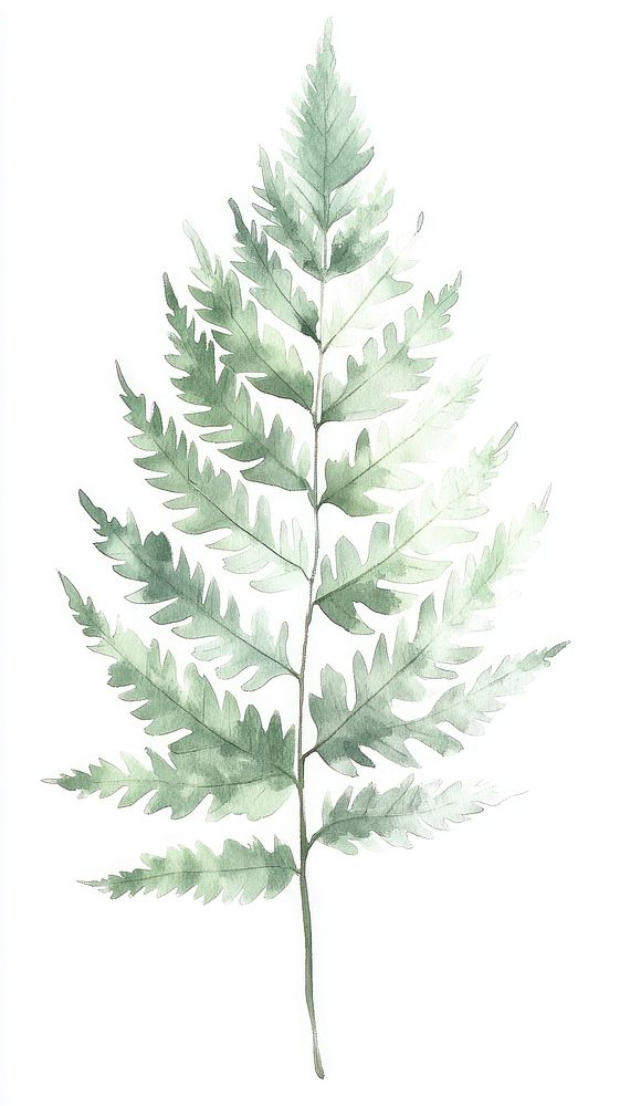 Fern leaf art illustration watercolor. | Free Photo Illustration - rawpixel