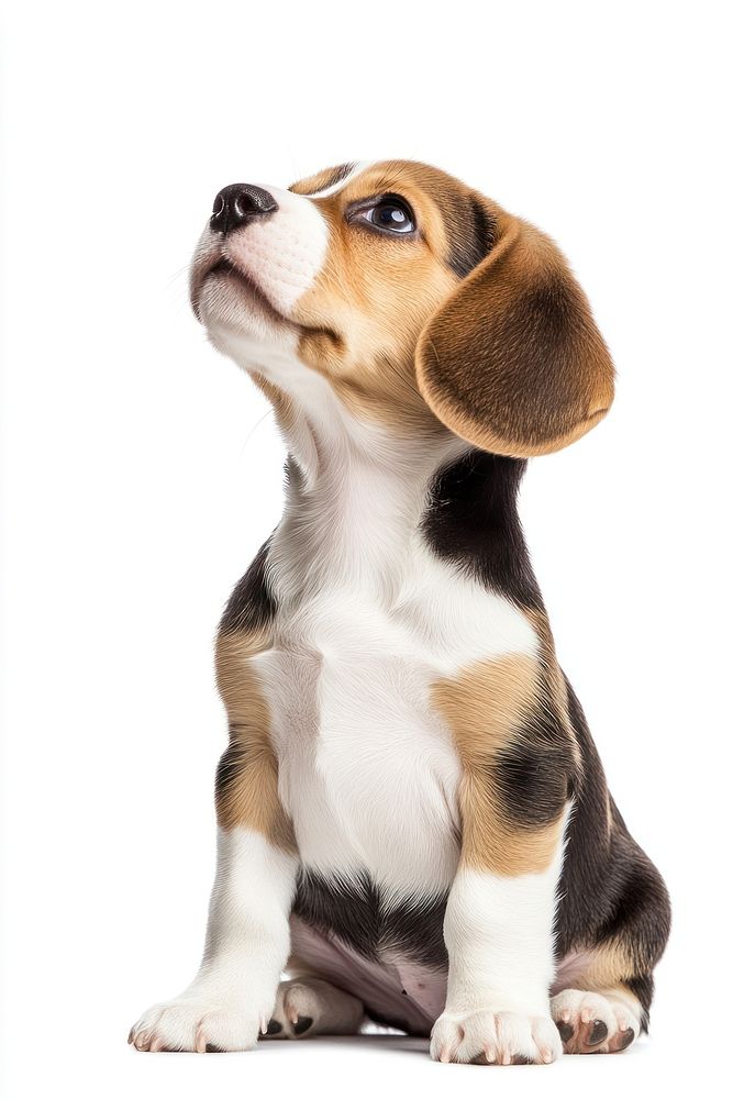 Beagle puppy confused beagle background | Free Photo - rawpixel