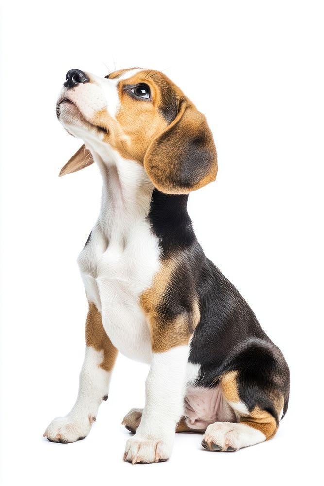 Beagle puppy confused beagle background | Free Photo - rawpixel