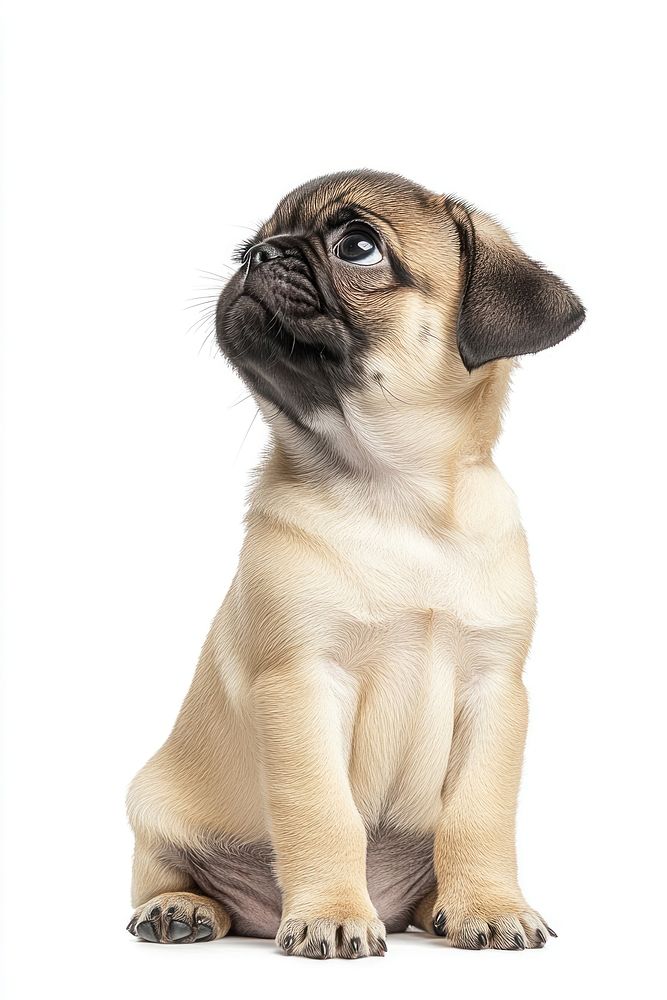 Pug puppy confused pug background | Free Photo - rawpixel