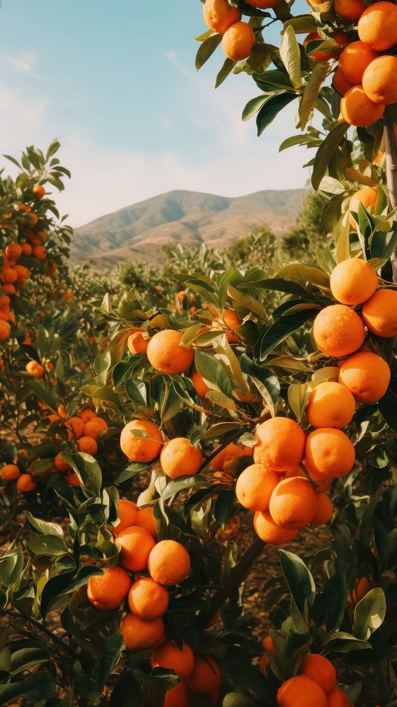 Orange fruit field grapefruit plant | Premium Photo - rawpixel