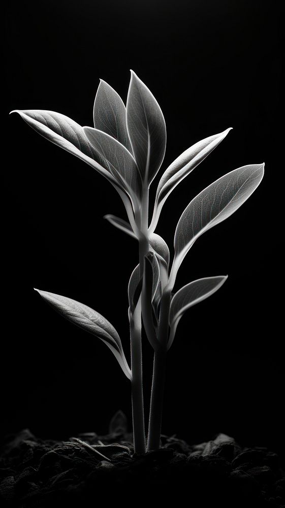 Photography plant sprouting black white | Premium Photo - rawpixel