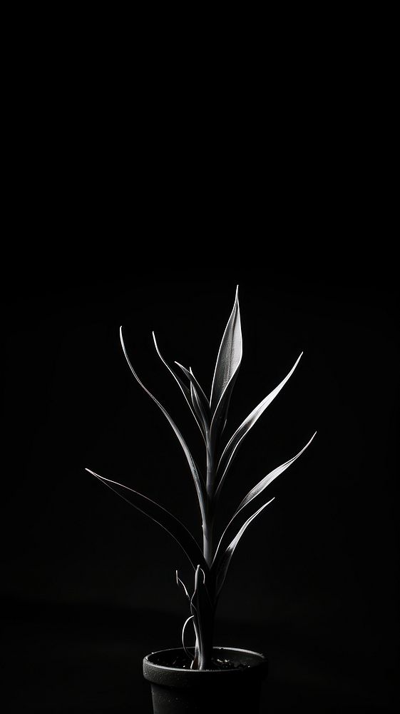 Photography plant sprouting black white | Premium Photo - rawpixel