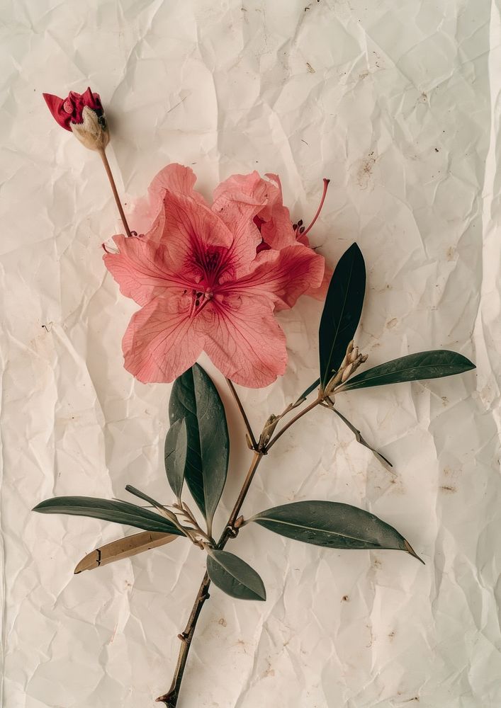Real Pressed Azalea flower blossom | Free Photo - rawpixel
