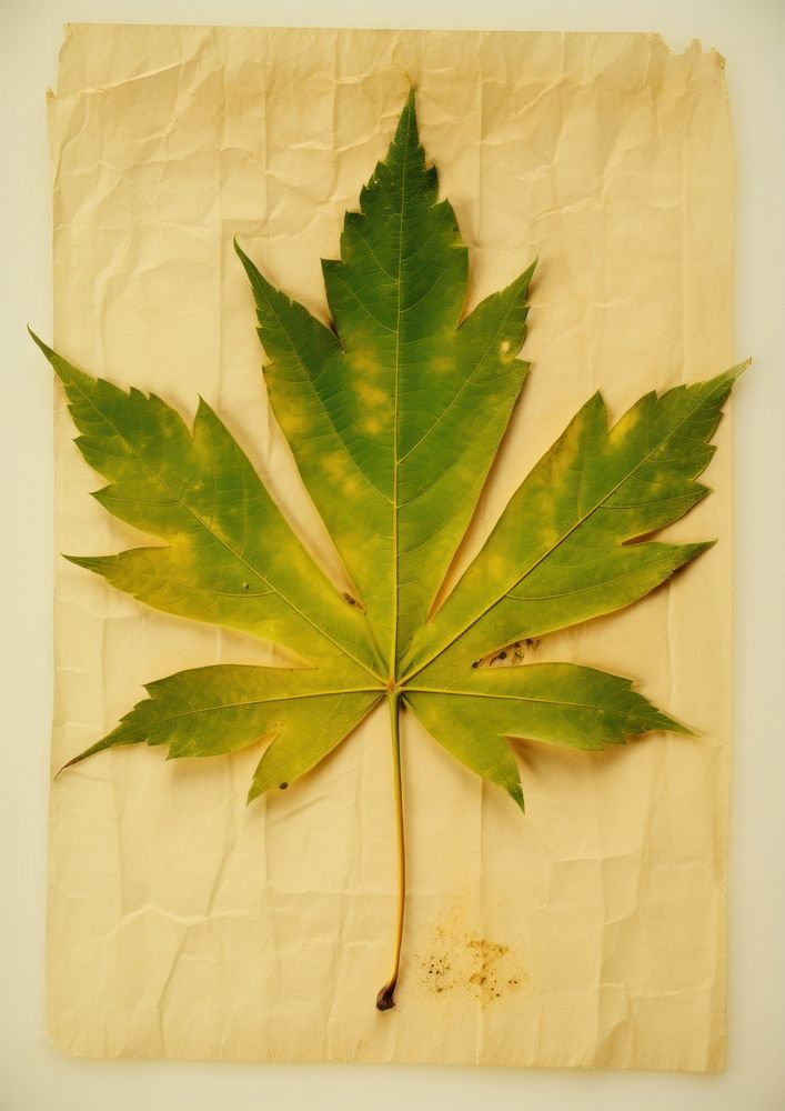 Green maple leaf plant paper | Premium Photo - rawpixel