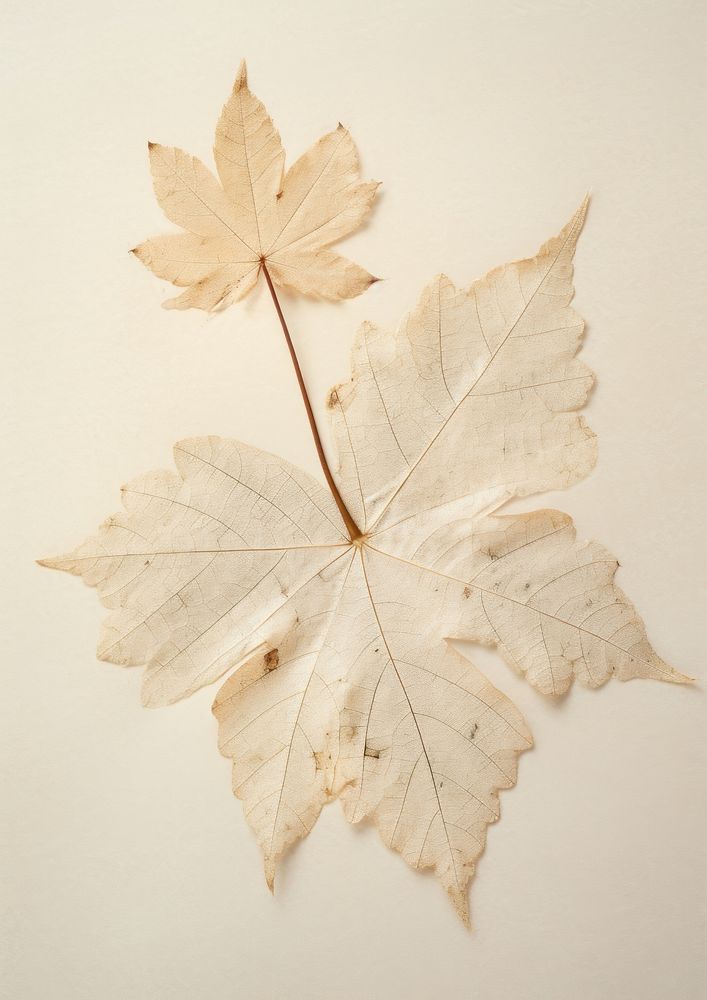 Real Pressed Ivy leaf maple | Premium Photo - rawpixel