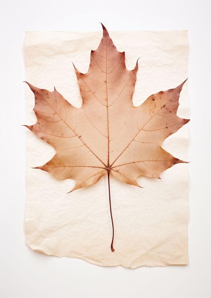 Maple leaf plant paper tree. | Premium Photo - rawpixel