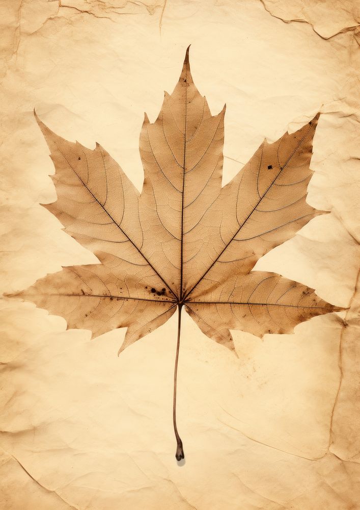 Maple leaf backgrounds textured plant. | Premium Photo - rawpixel