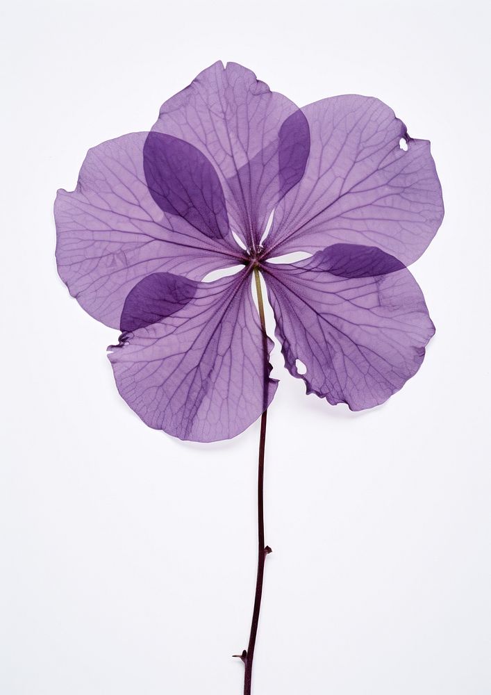 Real Pressed purple hydrangea flower | Premium Photo - rawpixel