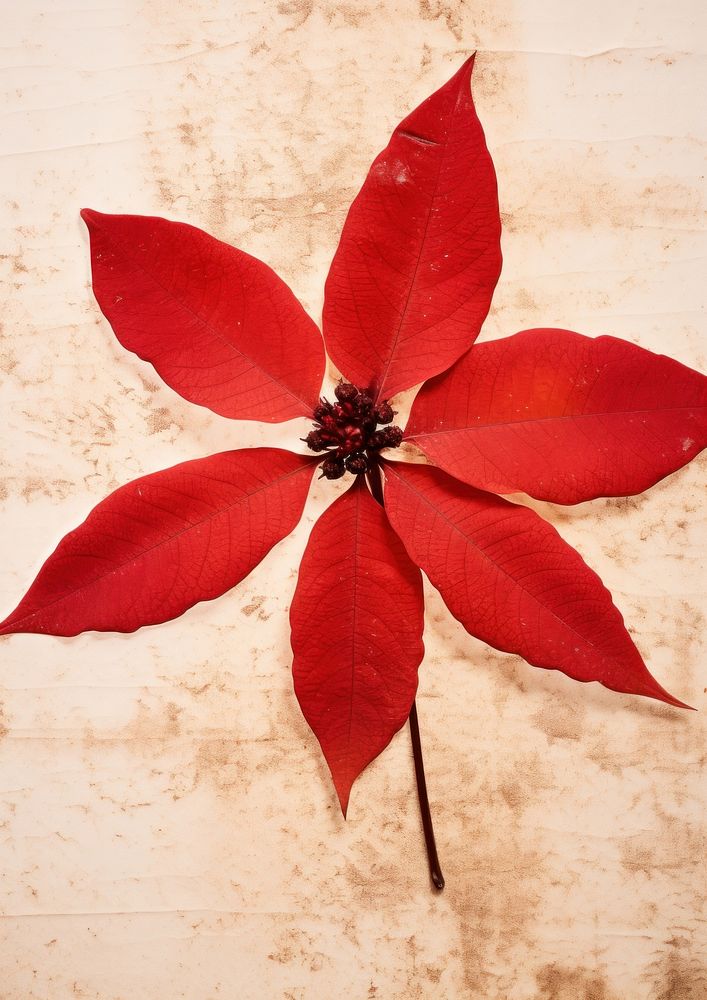Red Poinsettia flower plant petal. | Premium Photo - rawpixel