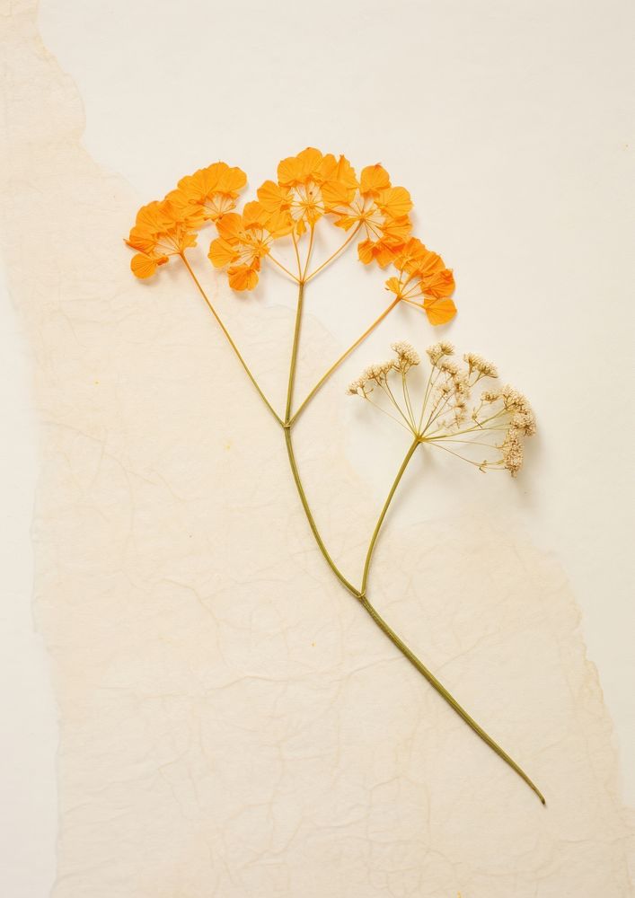 Pressed orange yarrow flower petal | Free Photo - rawpixel