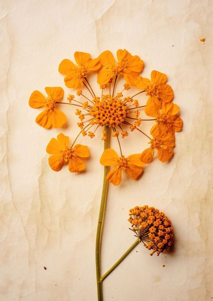 Pressed orange yarrow flower petal | Premium Photo - rawpixel