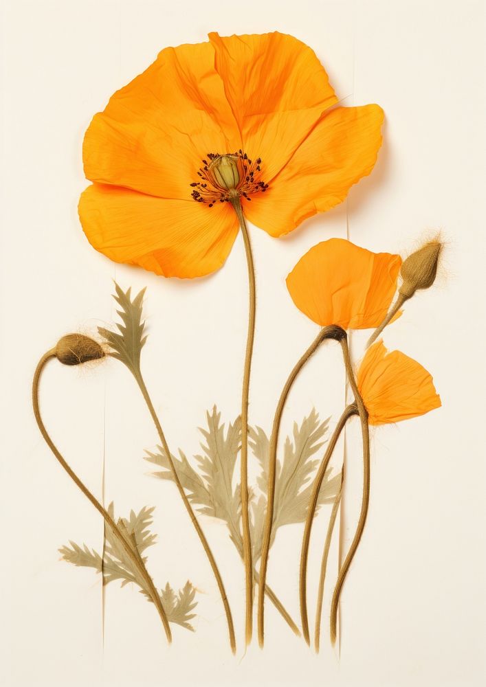 Real Pressed california poppy flower | Free Photo - rawpixel