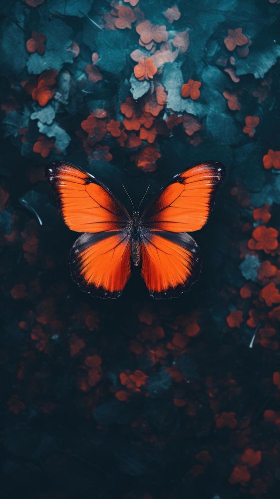Photography butterfly animal insect petal | Free Photo - rawpixel
