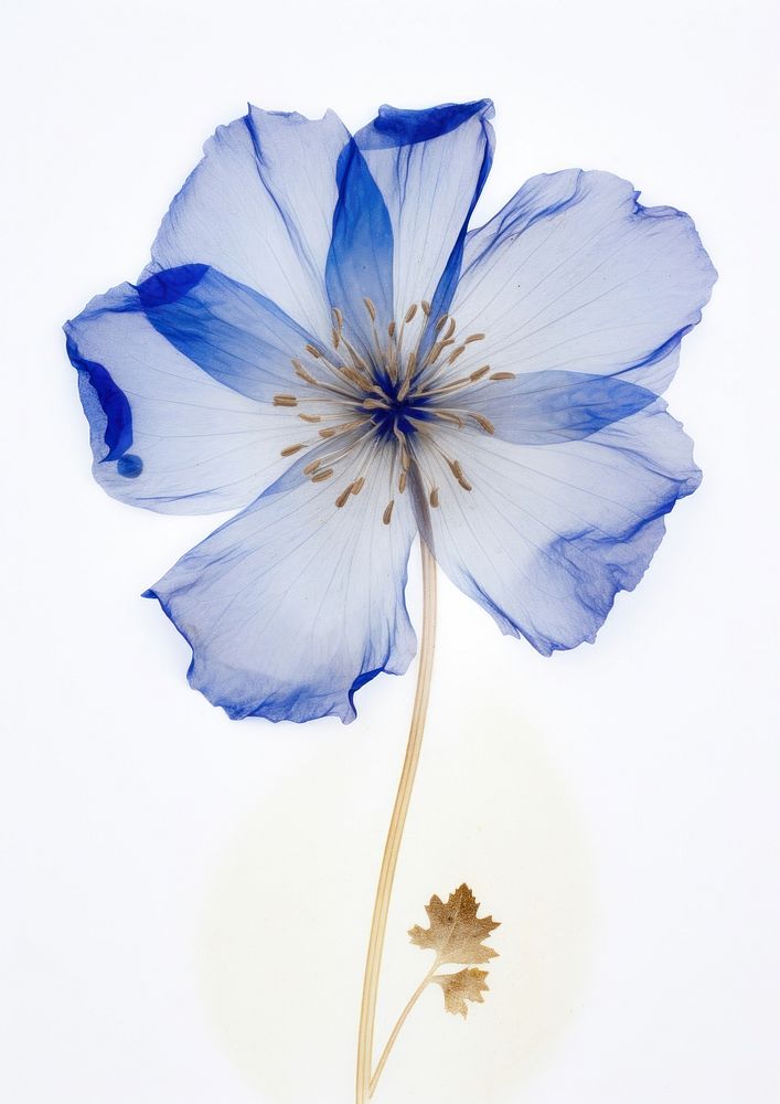 Real Pressed Blue flower petal | Premium Photo - rawpixel