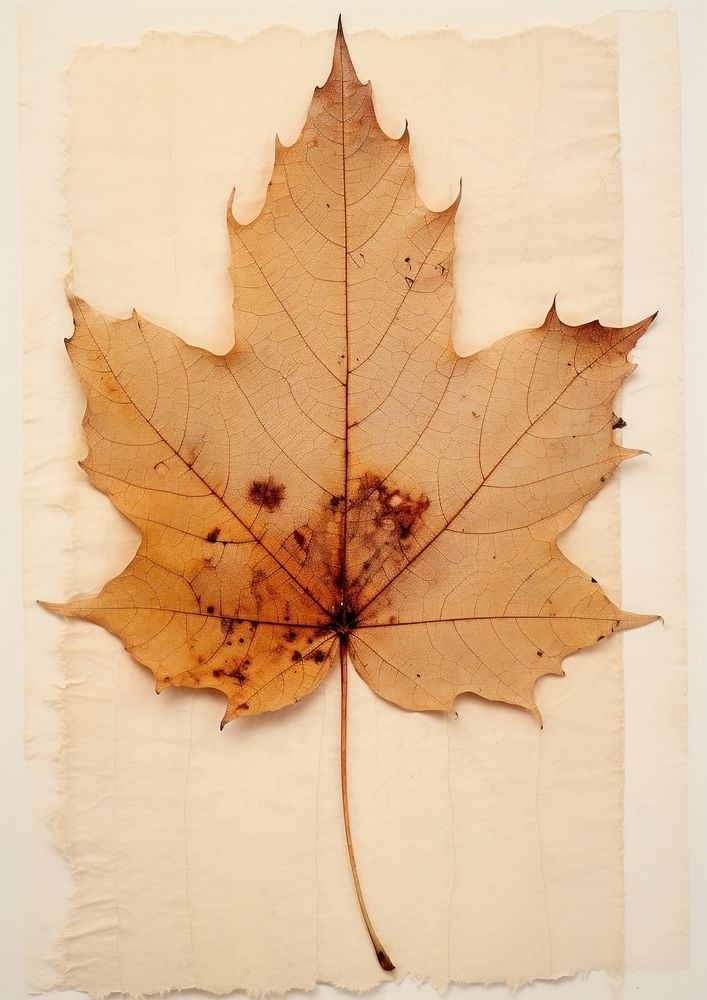 Real Pressed Maple leaf maple | Free Photo - rawpixel